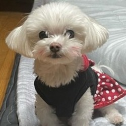 Curs Pooku ($POOKU) : Pret, Curs , Valoare & Grafic